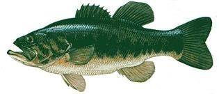 Les poissons carnassiers