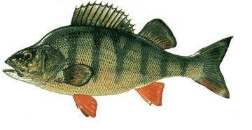 Les poissons carnassiers